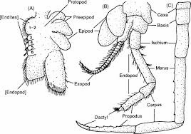 Appendages – arabic translation, meaning, synonyms, pronunciation ...