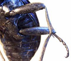 Appendages – arabic translation, meaning, synonyms, pronunciation ...
