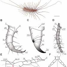 Appendages – arabic translation, meaning, synonyms, pronunciation ...