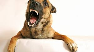 Growling – hindi translation, meaning, synonyms, pronunciation ...