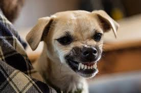 Growling – hindi translation, meaning, synonyms, pronunciation ...