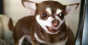 Growled – hindi translation, meaning, synonyms, pronunciation, antonyms ...