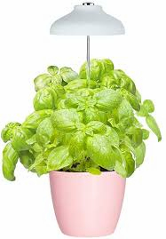 Growled – hindi translation, meaning, synonyms, pronunciation, antonyms ...