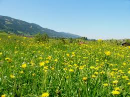 Meadow – greek translation, meaning, synonyms, pronunciation, antonyms ...