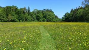 Meadow – greek translation, meaning, synonyms, pronunciation, antonyms ...