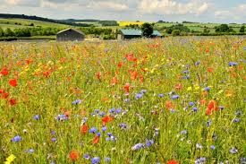 Meadow – greek translation, meaning, synonyms, pronunciation, antonyms ...